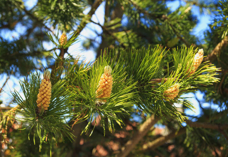 Best Trees for Your Yard: 5 Fast Growing Trees in Ontario