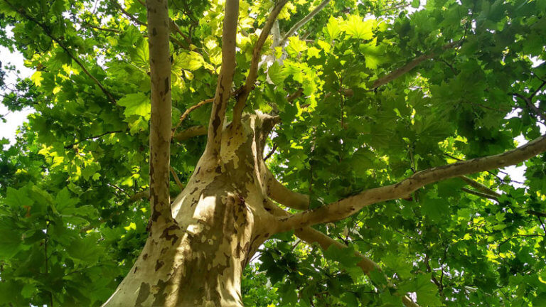 Best Trees for Your Yard: 5 Fast Growing Trees in Ontario