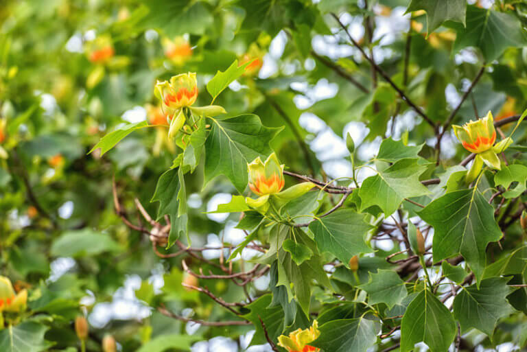 Best Trees for Your Yard: 5 Fast Growing Trees in Ontario